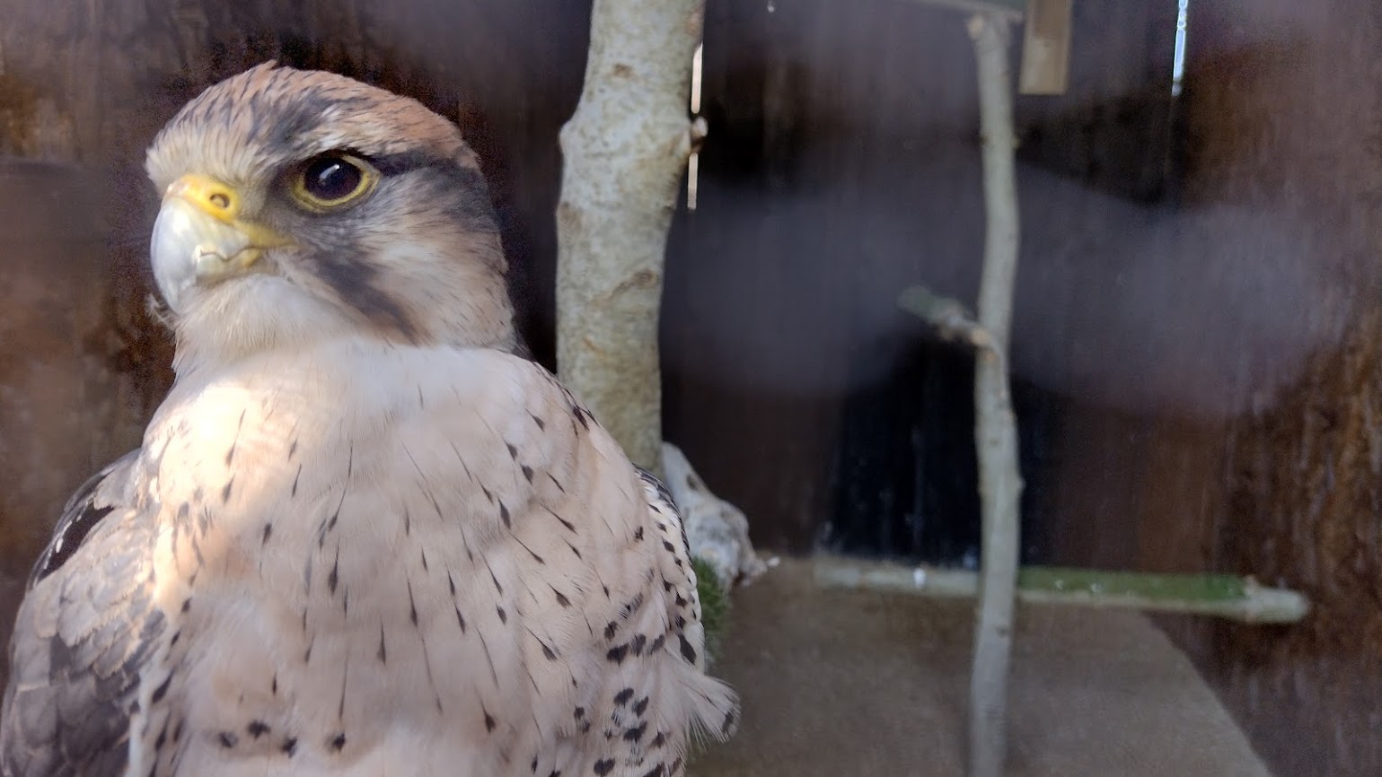 Millets Falconry Centre - Review